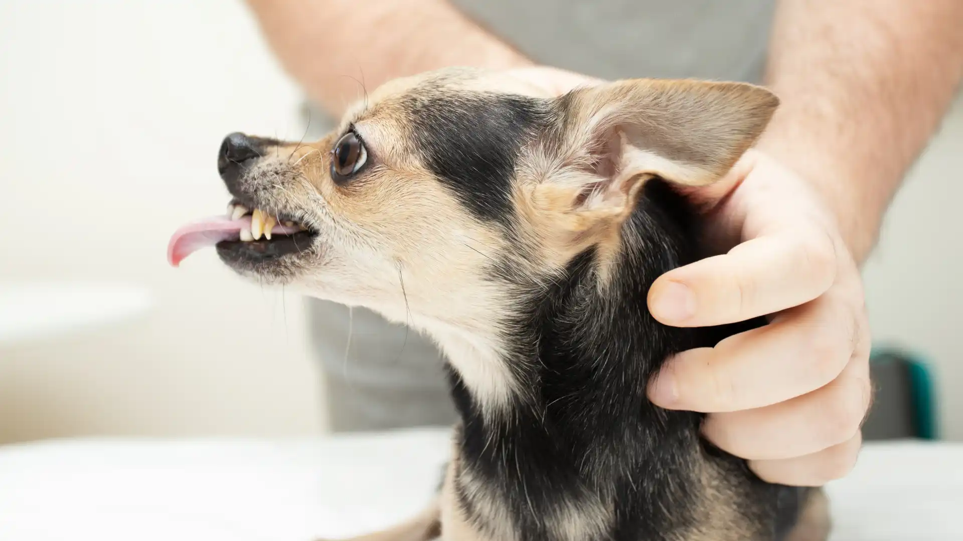 Maximizing Dog Bite Injury Compensation in Florida