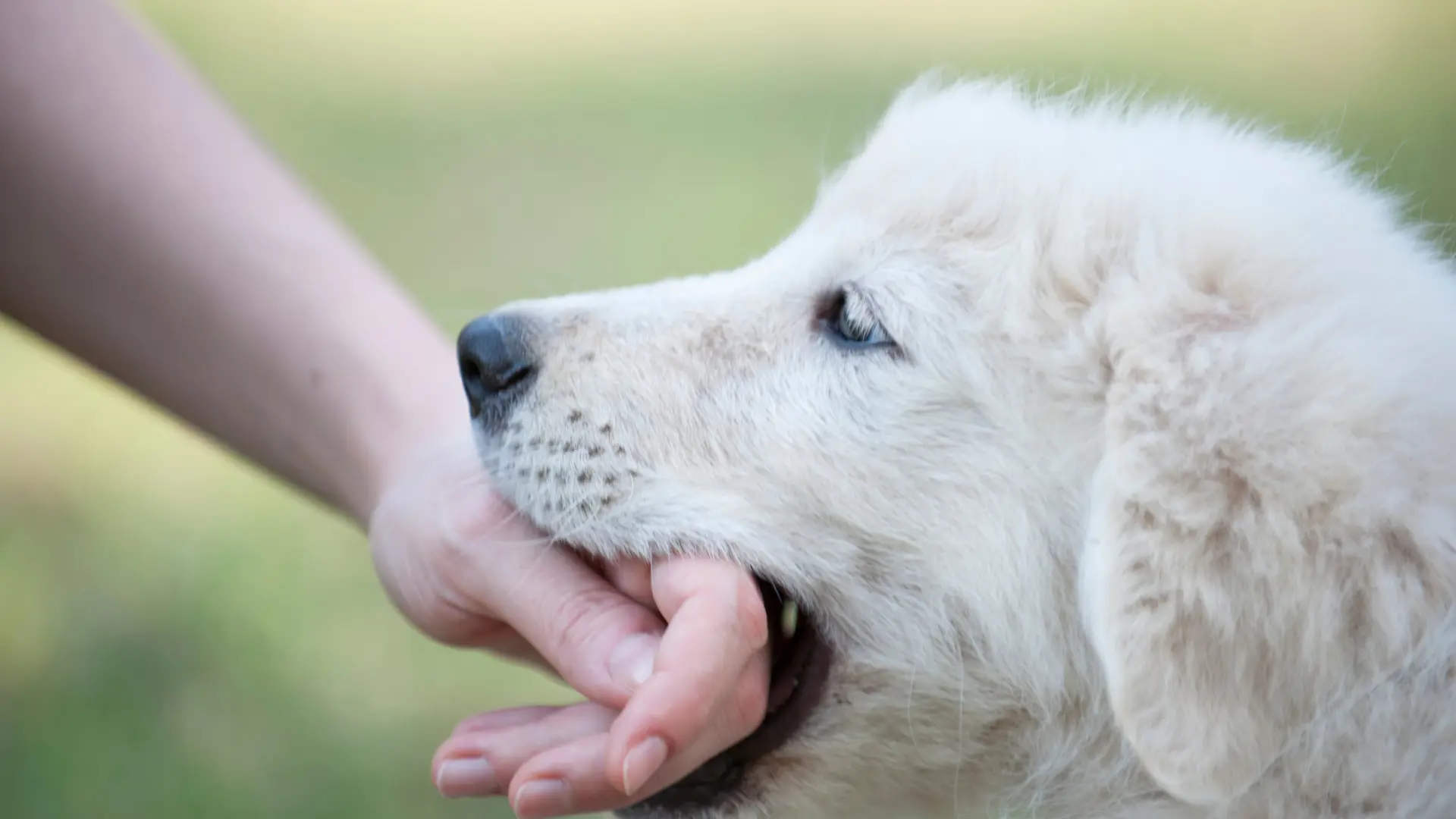 Understanding Florida Dog Bite Liability